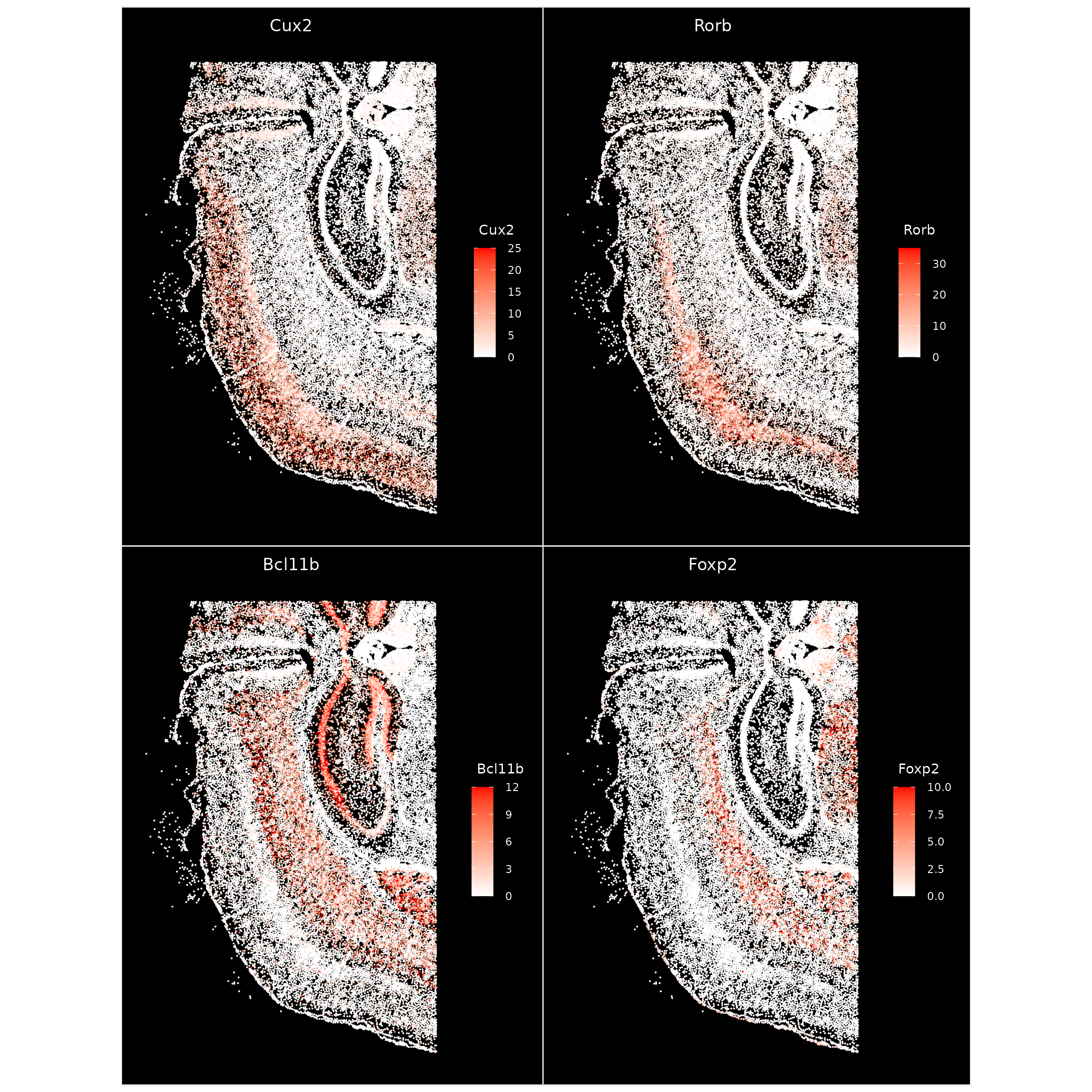 使用Seurat分析Xenium空间数据的细胞注释与生态位-开发者社区-阿里云