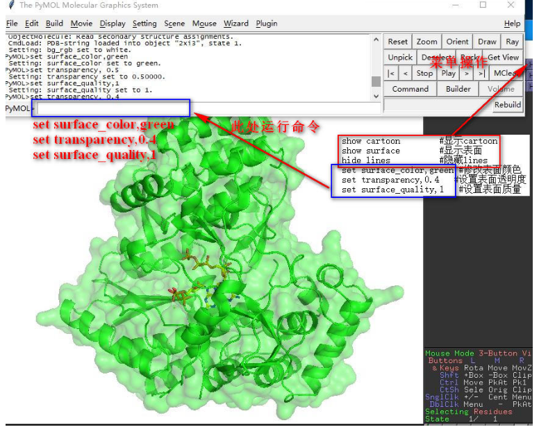 Pymol创建cartoon镶嵌透明surface模型-开发者社区-阿里云