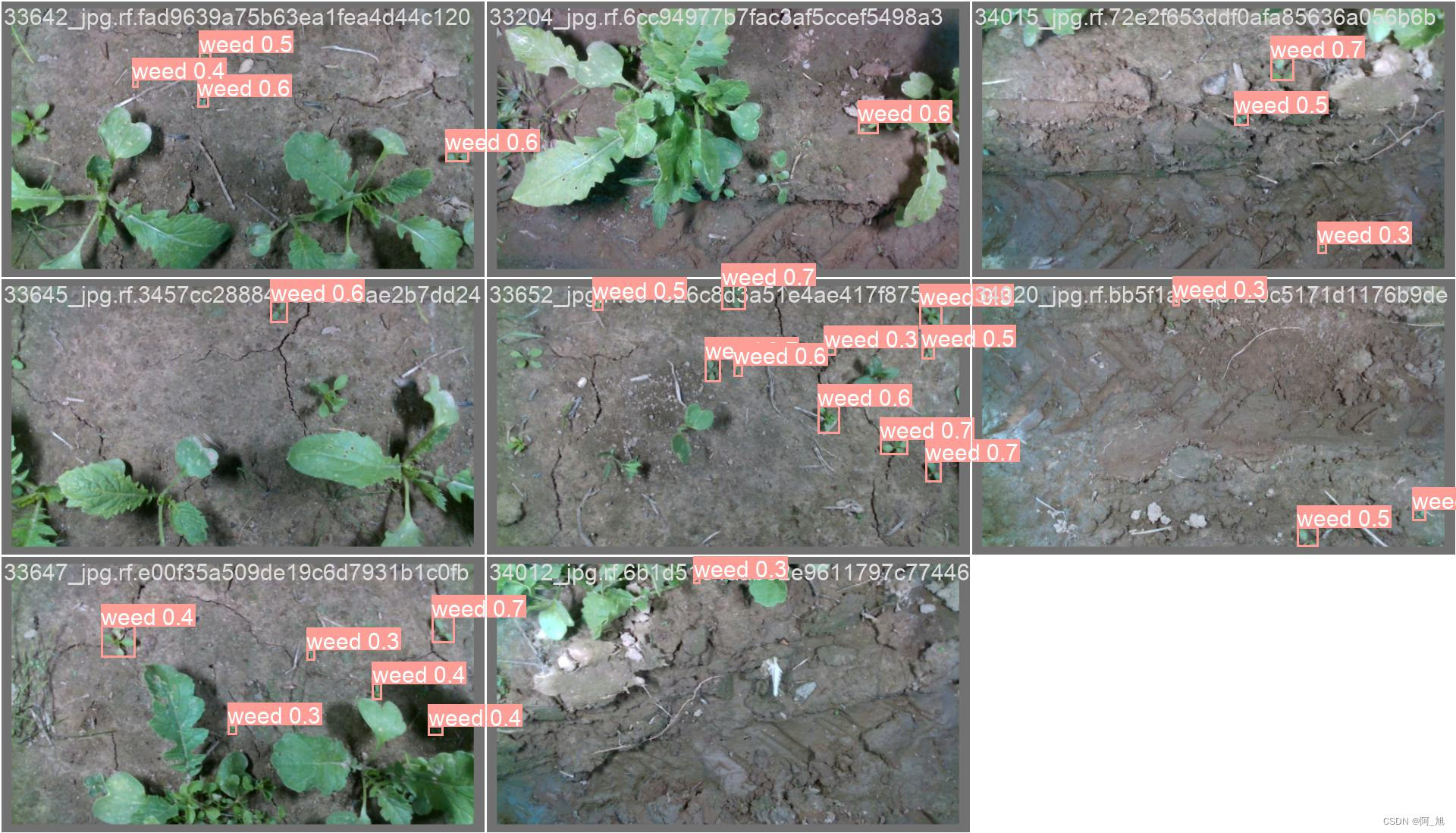 基于YOLOv8深度学习的农作物幼苗与杂草检测系统【python源码+Pyqt5界面+数据集+训练代码】深度学习实战、目标检测-阿里云开发者社区