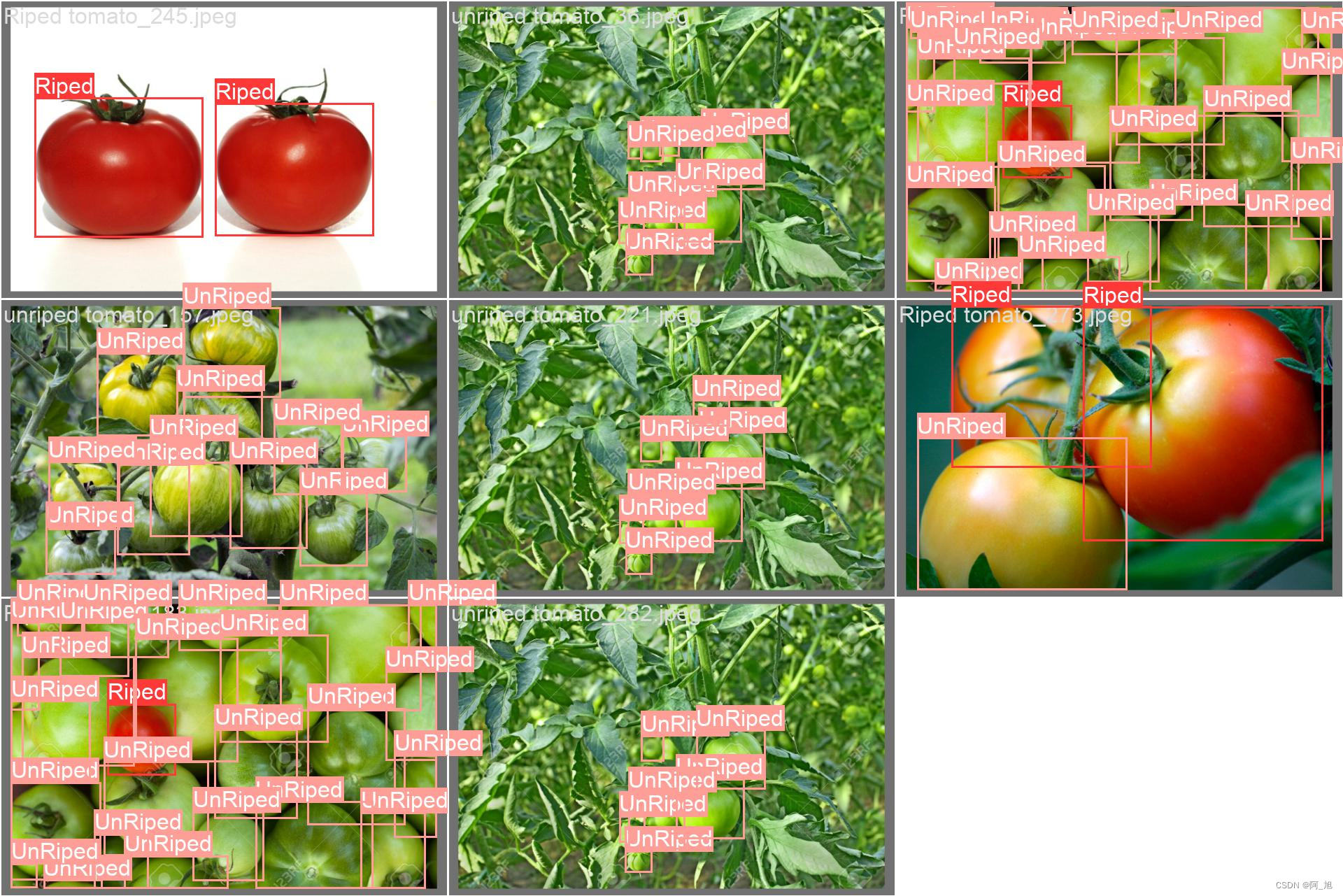基于yolov8深度学习的西红柿成熟度检测系统【python源码pyqt5界面数据集训练代码】目标检测、深度学习实战 阿里云开发者社区