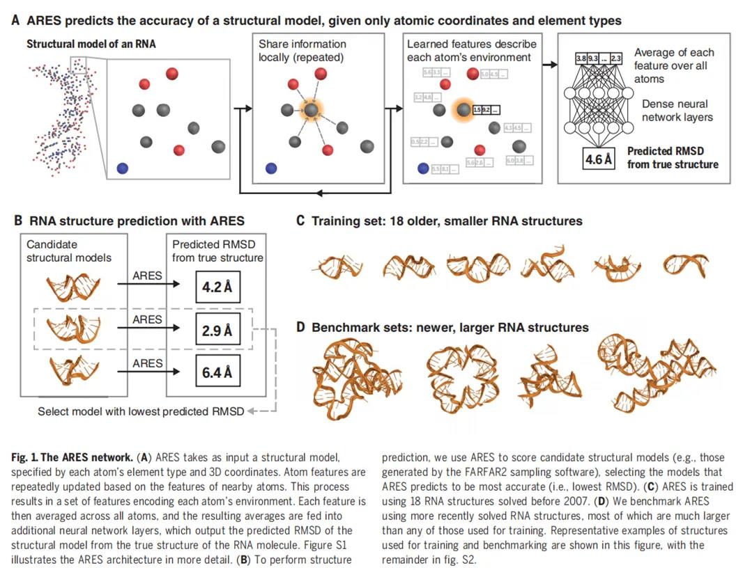 深度学习精确预测RNA，仅需训练18种已知结构：斯坦福研究登上Science封面-阿里云开发者社区
