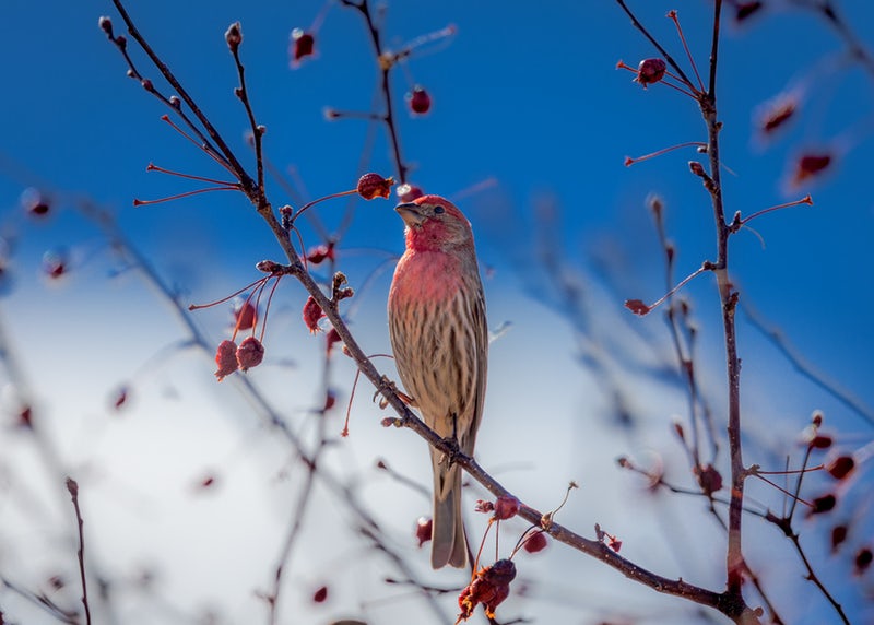 Vue Element Plus Image 图片 阿里云开发者社区