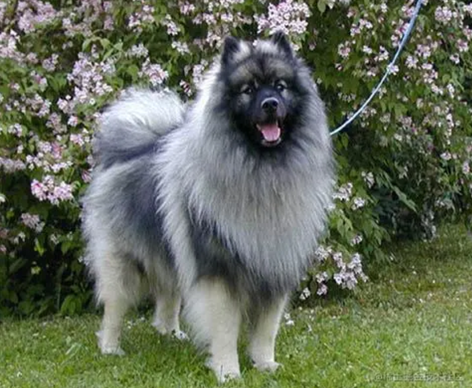 快速在 PaddleLabel 标注的花朵分类数据集上展示如何应用 PaddleX 训练 MobileNetV3_ssld 网络-阿里云开发者社区