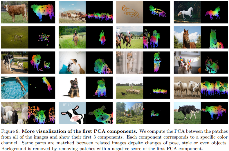 全网最详细的 DINOv2 论文解读来啦！-阿里云开发者社区