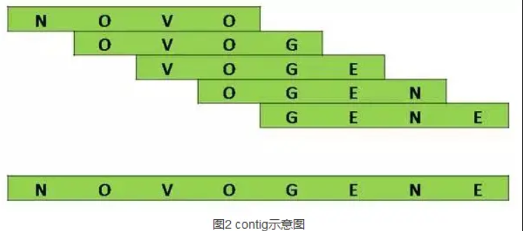 测序质控和基因组组装原理-阿里云开发者社区