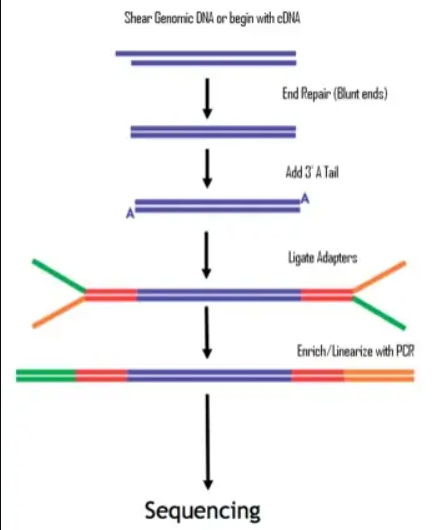 高通量测序接头adapter的概念组成与序列结构-开发者社区-阿里云