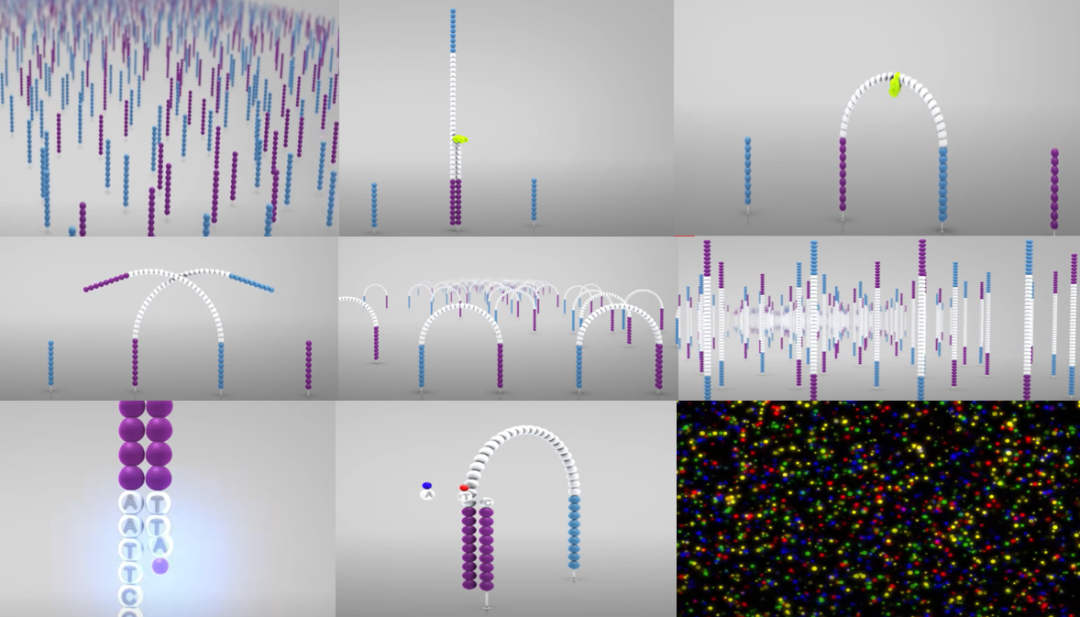 DNA测序原理：illumina和Pacbio对比介绍-阿里云开发者社区