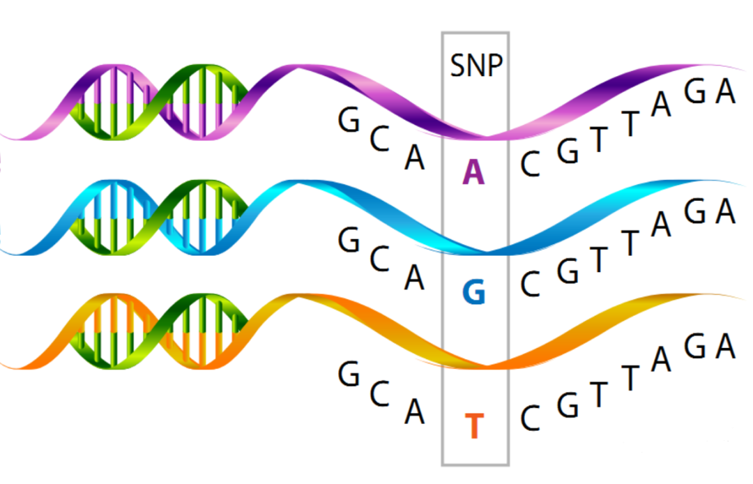 VET：一个基于R语言的VCF数据提取工具，支持按基因ID、物理位置、样品名称提取指定变异信息-阿里云开发者社区