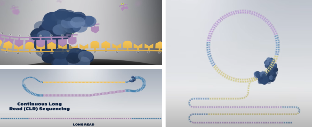 DNA测序原理：illumina和Pacbio对比介绍-阿里云开发者社区