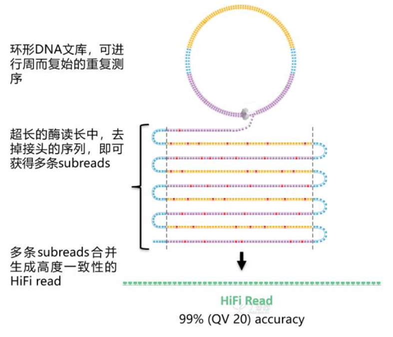 DNA测序原理：illumina和Pacbio对比介绍-阿里云开发者社区