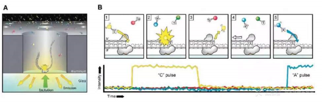 DNA测序原理：illumina和Pacbio对比介绍-阿里云开发者社区