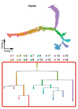 跟着NC学pseudotime| monocle2 拟时序分析 + 树形图-阿里云开发者社区