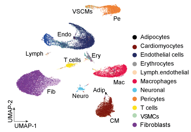 跟SCI学umap图| ggplot2 绘制umap图，坐标位置 ，颜色 ，大小还不是你说了算-阿里云开发者社区