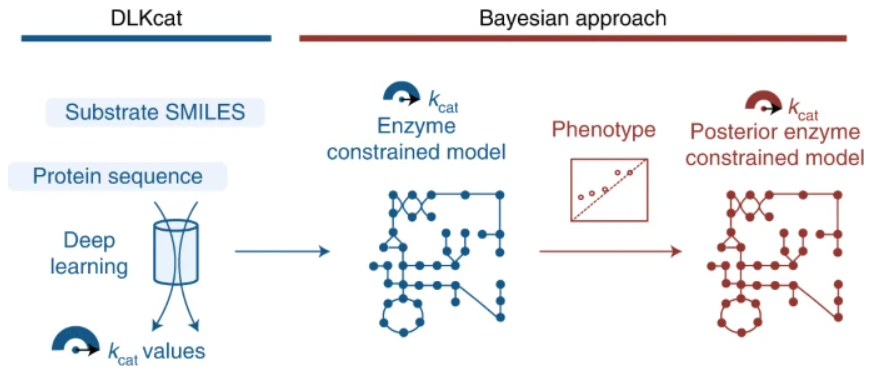 使用深度学习方法高通量预测代谢酶的 kcat，或可揭开细胞工厂的秘密-阿里云开发者社区