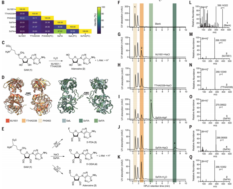 蛋白质领域的 ChatGPT，首次使用对比学习准确预测酶功能-阿里云开发者社区
