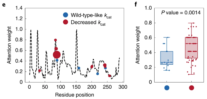 使用深度学习方法高通量预测代谢酶的 kcat，或可揭开细胞工厂的秘密-阿里云开发者社区