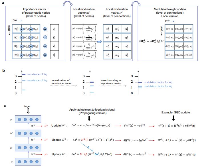 大脑带来的启发：深度神经网络优化中突触整合原理介绍-阿里云开发者社区