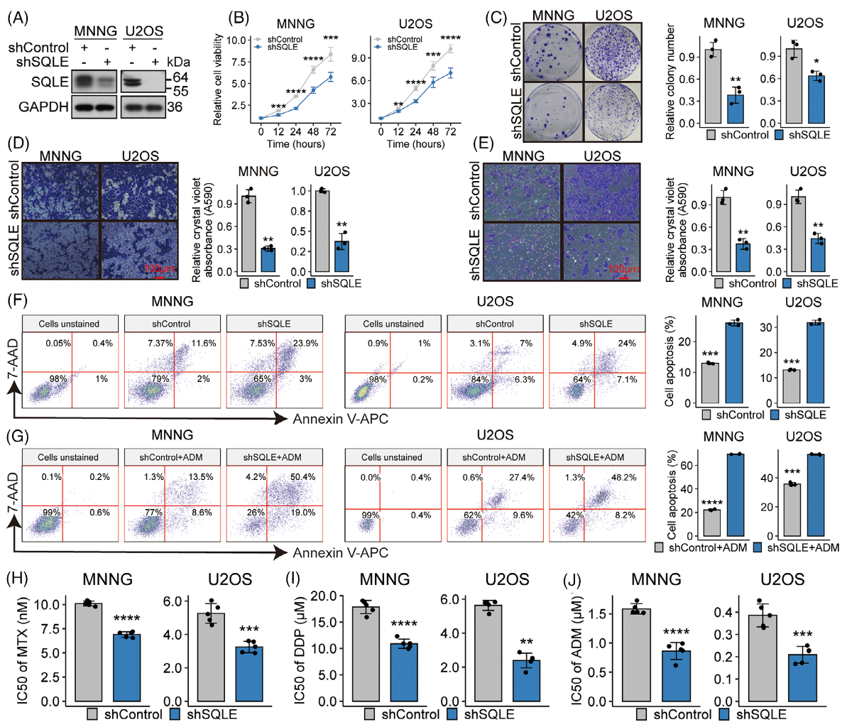 解析如何用机器学习构建骨肉瘤预后模型并发现靶点SQLE-开发者社区-阿里云